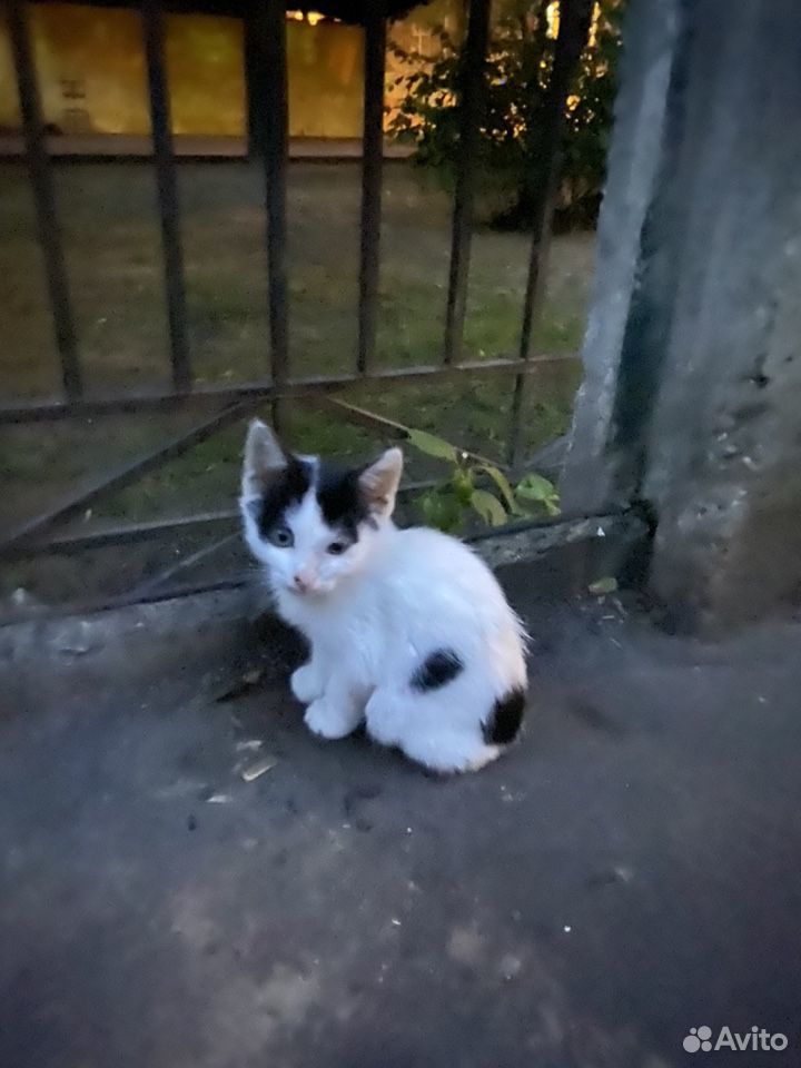 Котенок