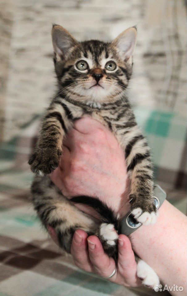 Кошка 1.5 мес