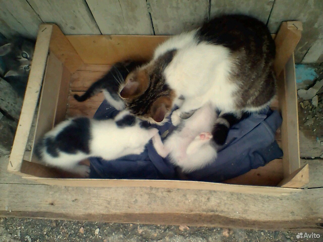 Отдам Котят в добрые руки, больше 1 месяца