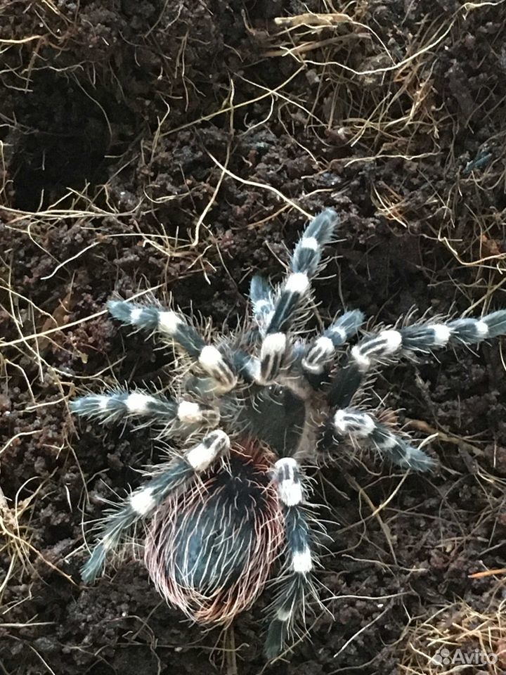 Бразильский белоколенный Acanthoscurria geniculata