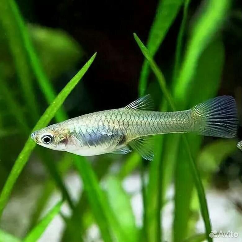 Отдам рыбок гуппи (самок)