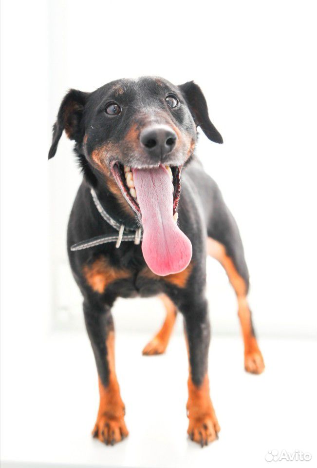 Ягтерьер в дар, ягтерьер в долрый руки