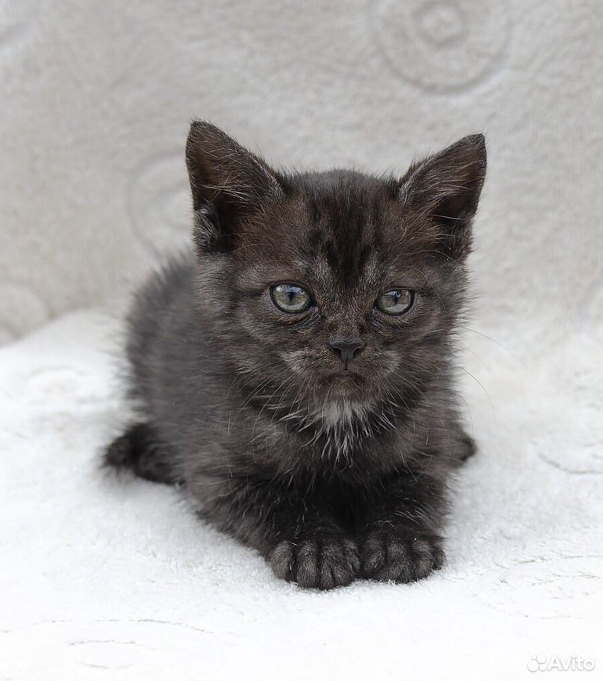 Бэтти - чудесная девочка (2 мес) ищет дом