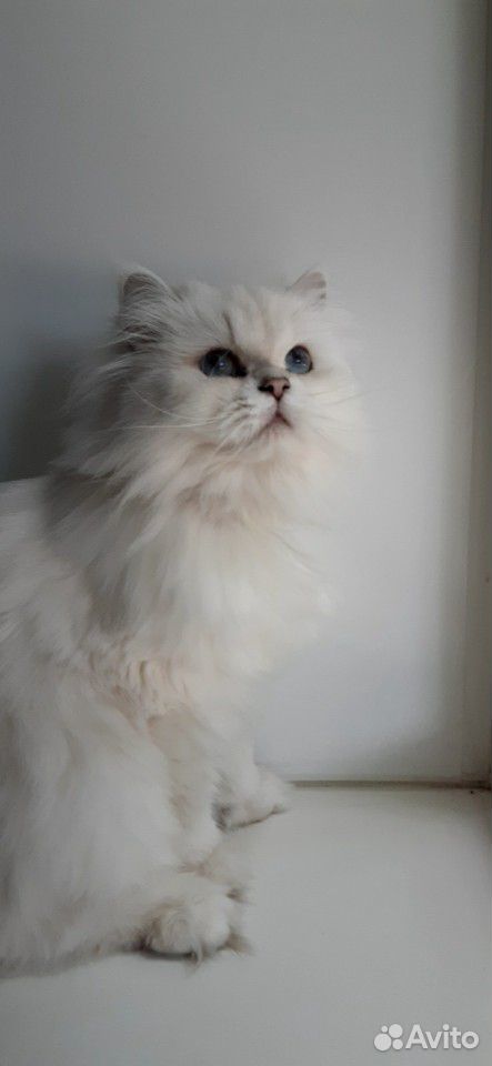 Кошка британская. шиншилла