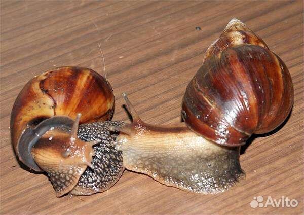 Улитка ахатин