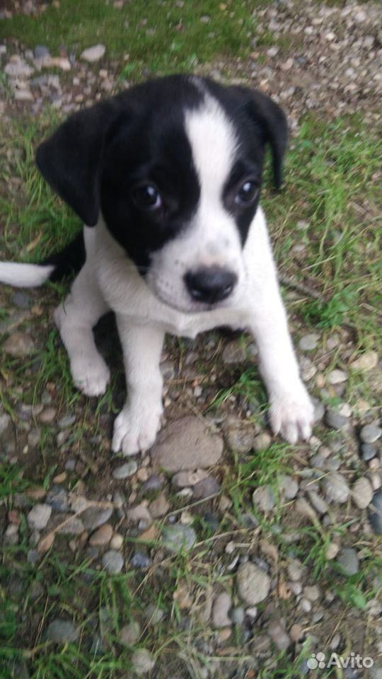 Ищет дом шенок не крупной собачки Абби