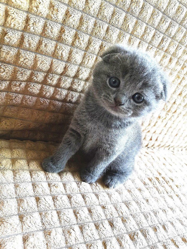 Шотландская