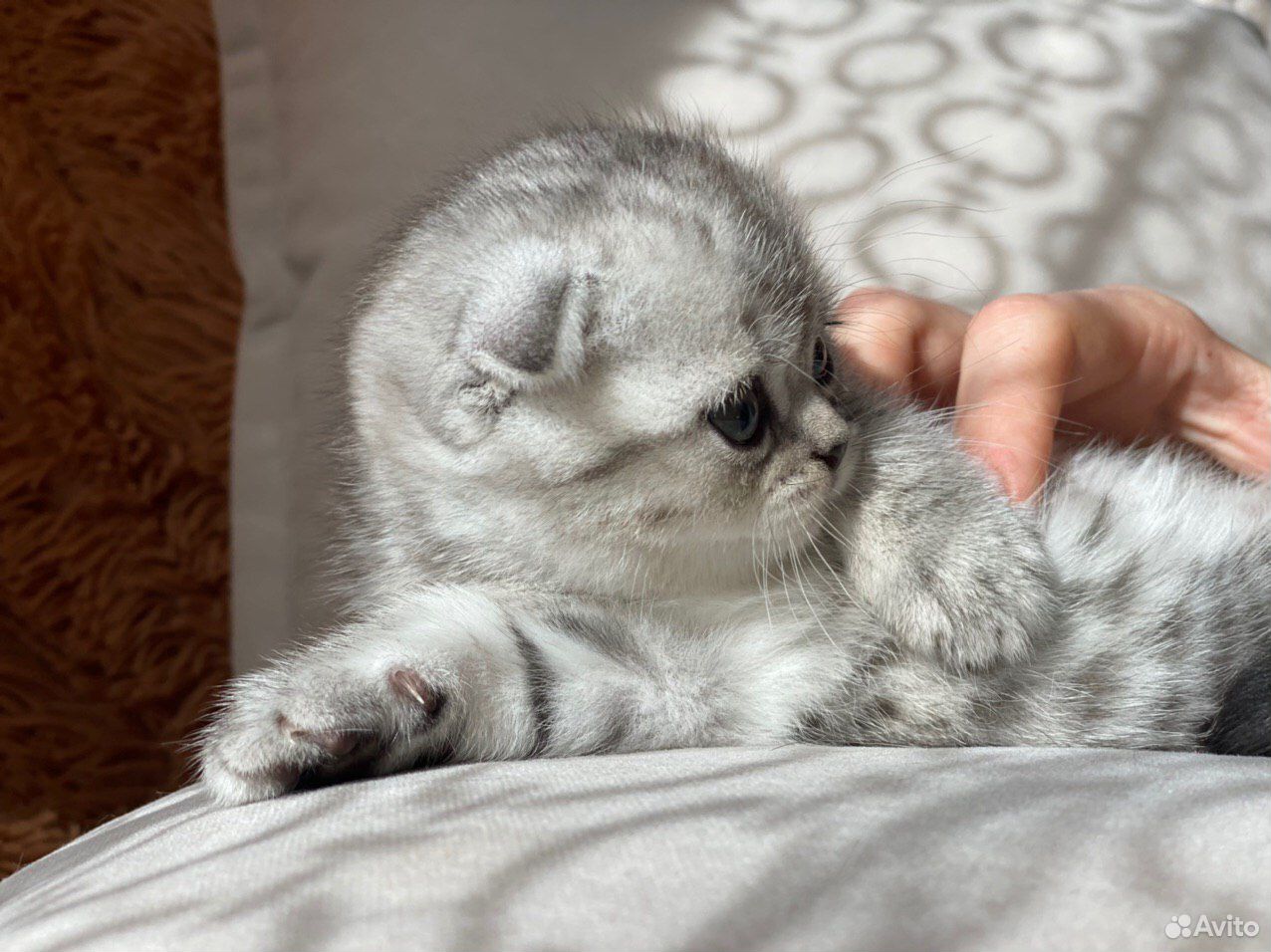 Вислоухая девочка