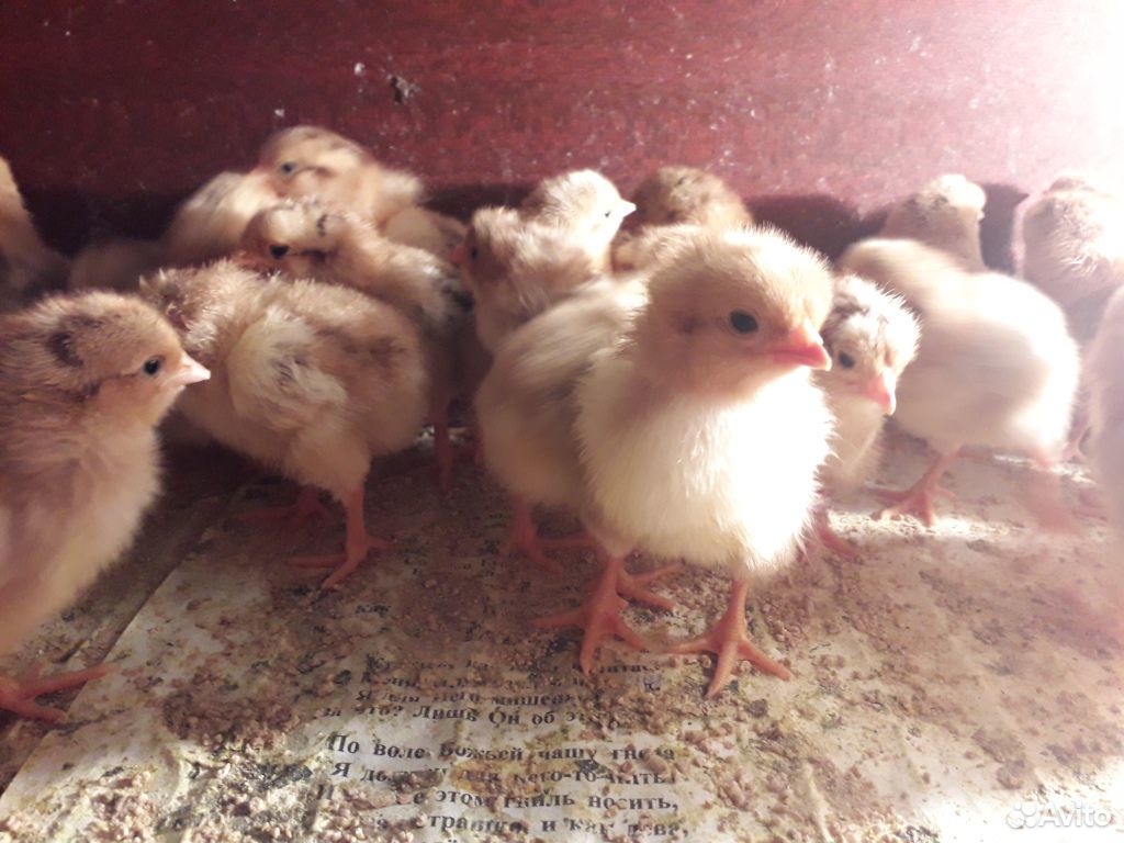Чистопородные суточные цыплята Кучинская Юбилейная