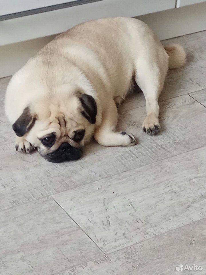 Мопс