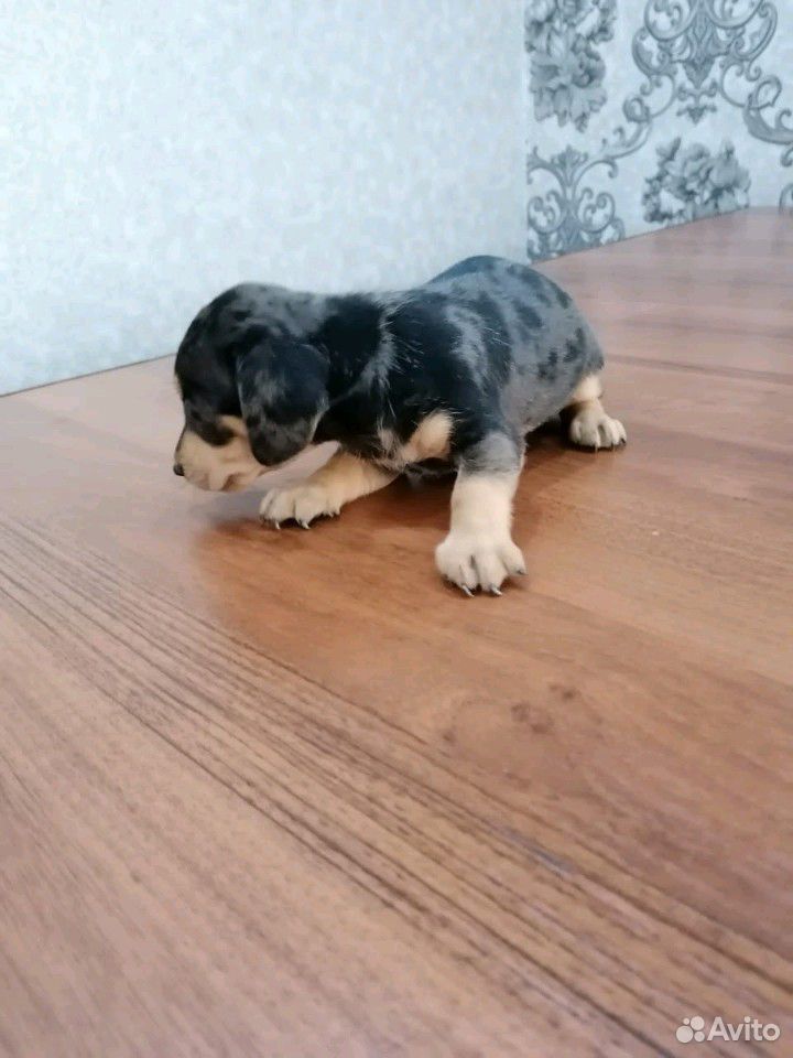 Щенок