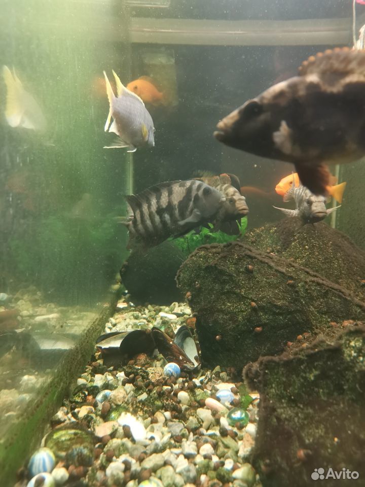 Полосатая цыхлила