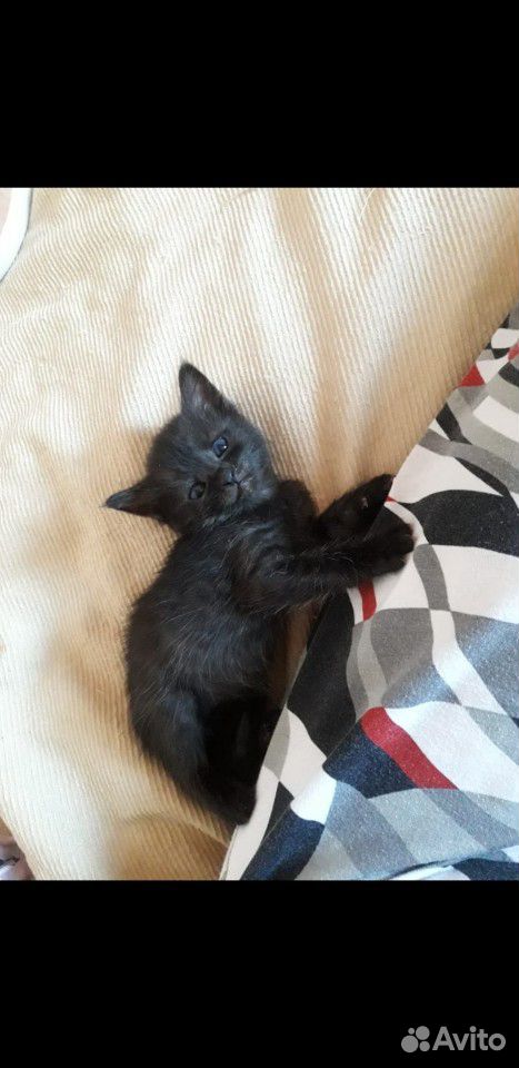 Котята бесплатно