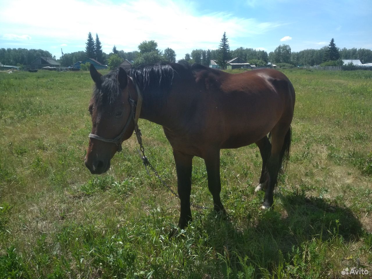 Продается Жеребец