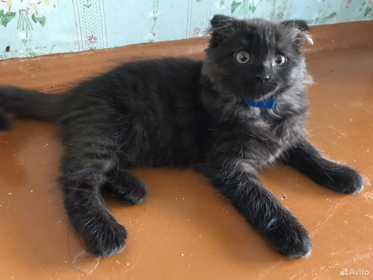 Котенок вислоушка