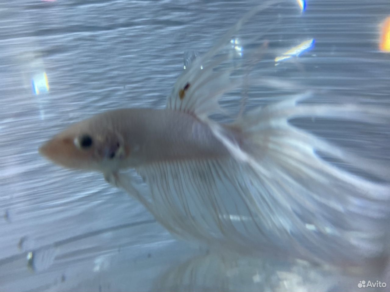 Петушок коронохвостая снежинка