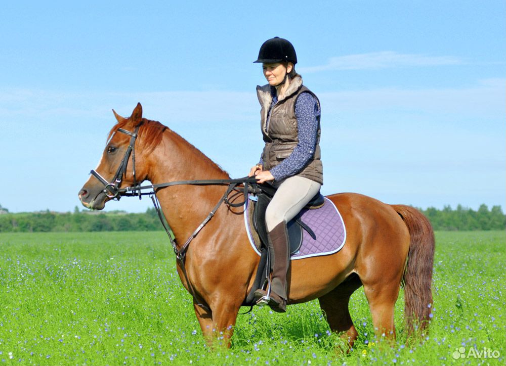 Продается арабский мерин