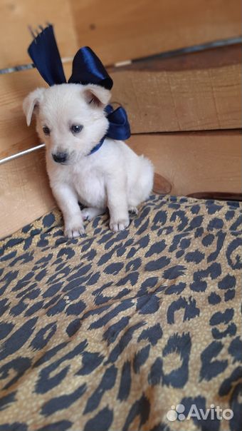 Щенок мальчик