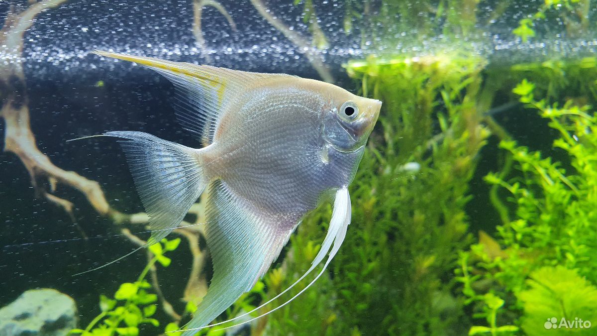 Скалярия платина и скалярия голубая