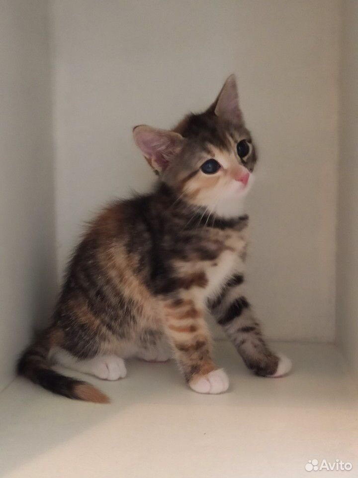 Трехцветный котенок(кошечка) Ханни