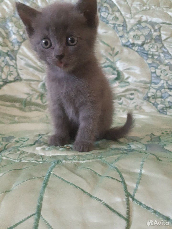 Котята шотландцы