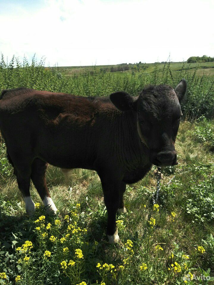 Теленок, бычок. 3 мес