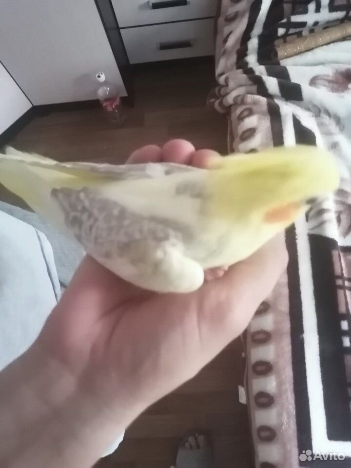 Птенцы кореллы для бронирования