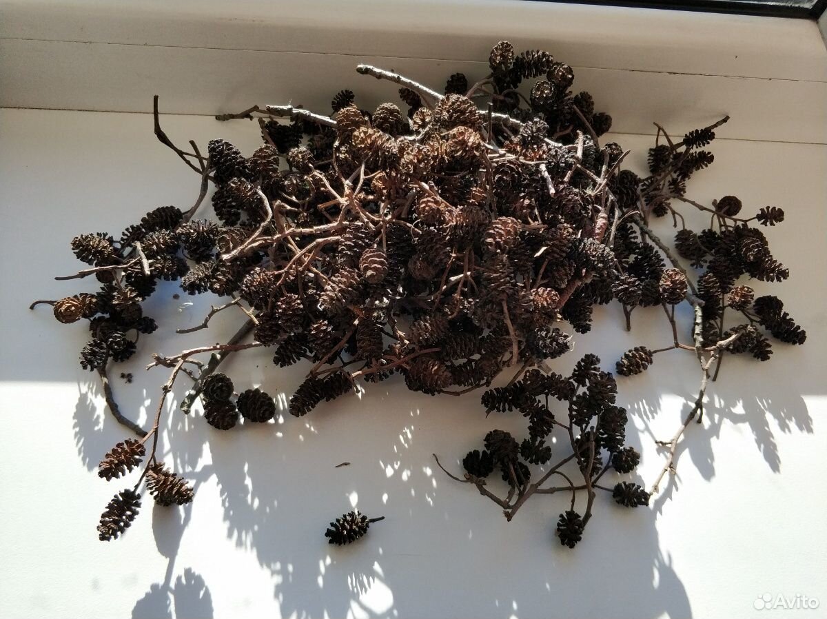 Шишка Ольховая. Шишки