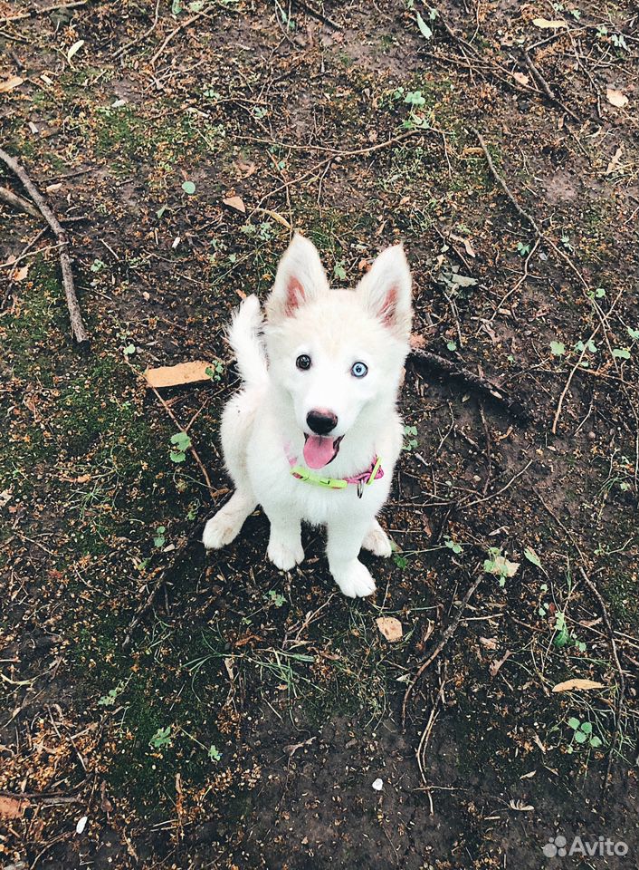 Красивая хаски