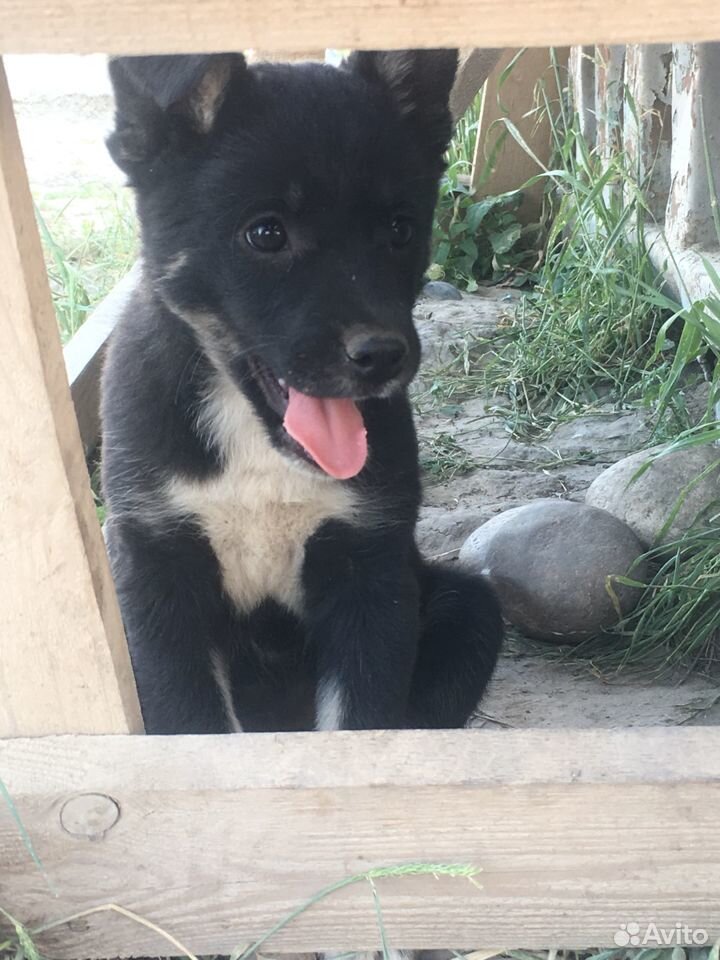 Щенки для охраны