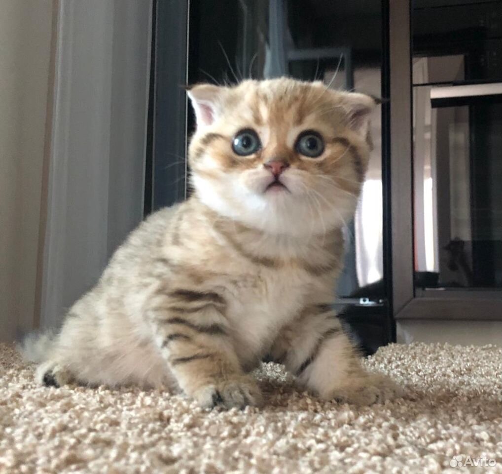 Шотландский золотой вислоухий котенок