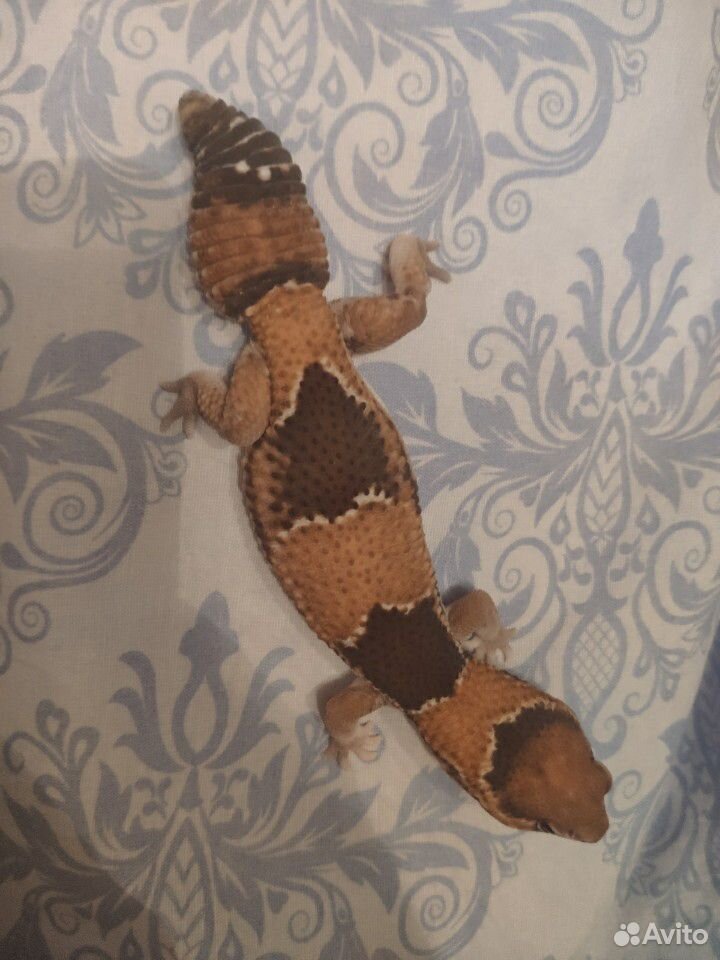 Гемитеконикс