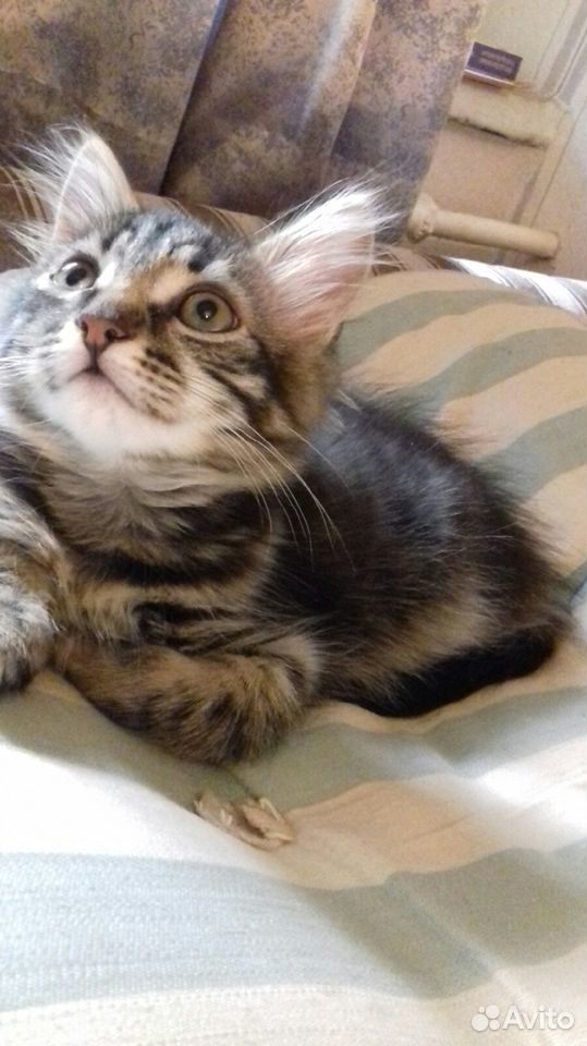 Котеночек в добрые руки