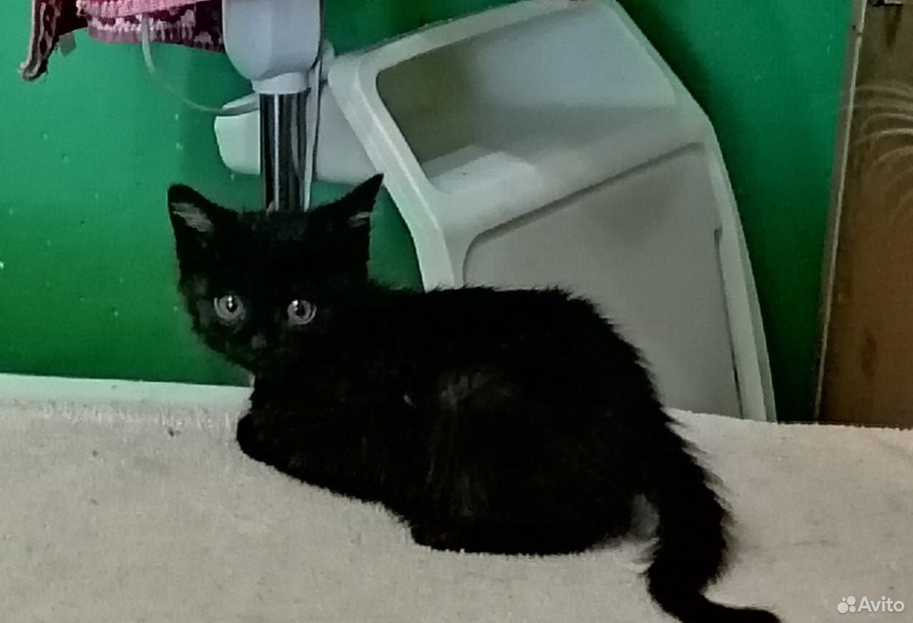 Котята 1,5 месяца