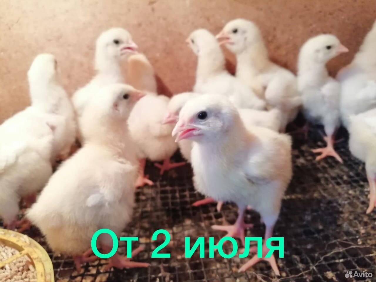 Цыплята бройлеры недельные, трехнедельные
