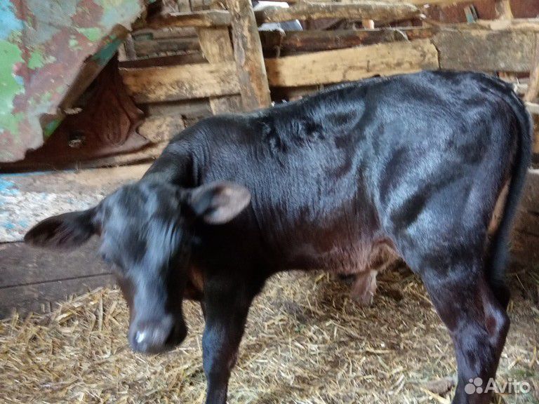 Бычок 1месяц