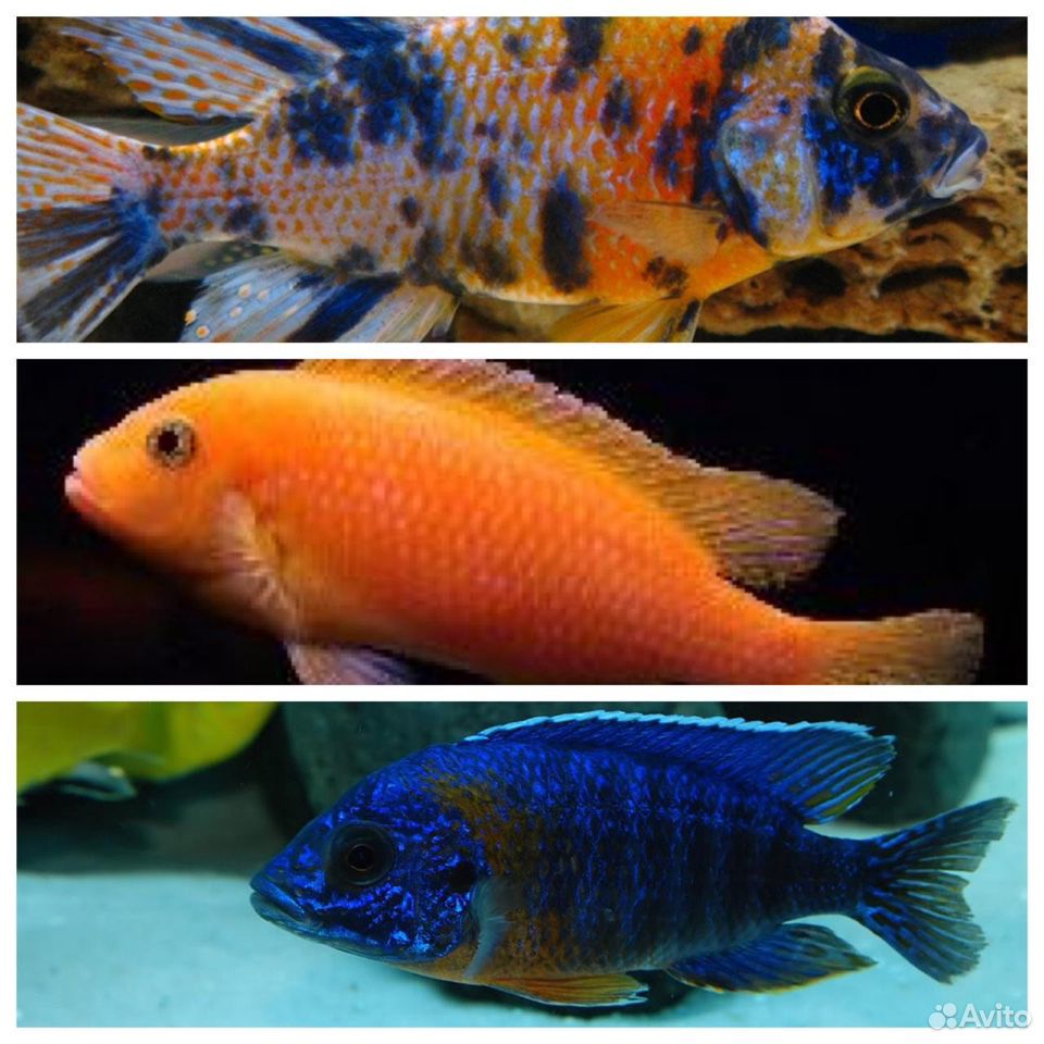 Рыба мальки ассорти 10р