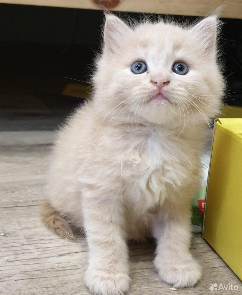 Эфирчик ищет любящую маму