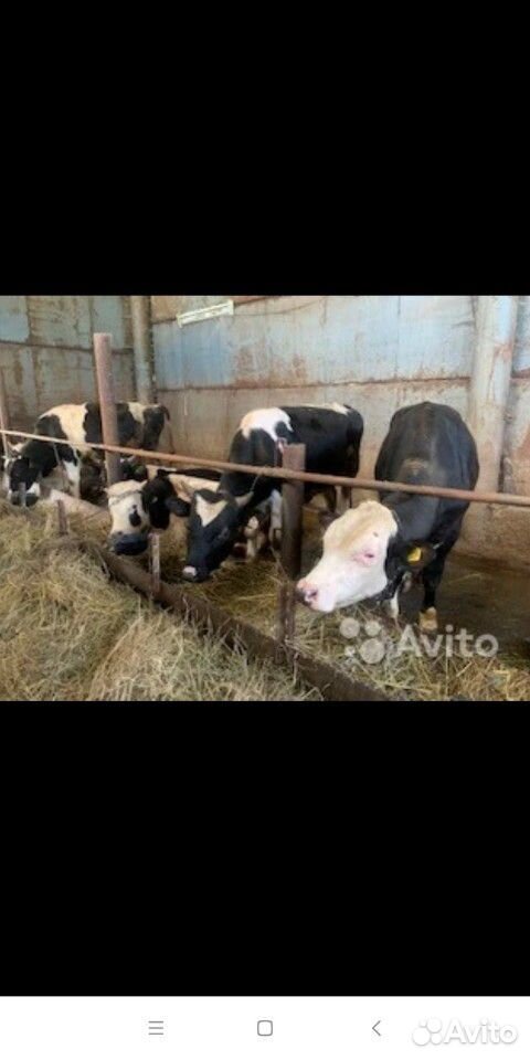 Быки 5 голов