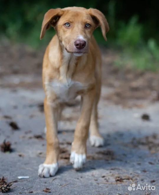 Щенок Джема