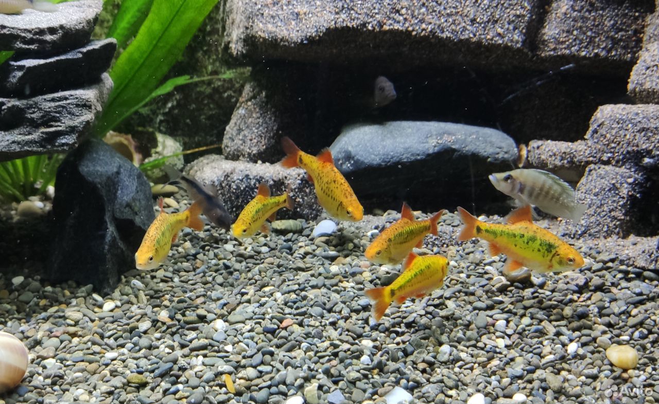 Барбус Шуберта