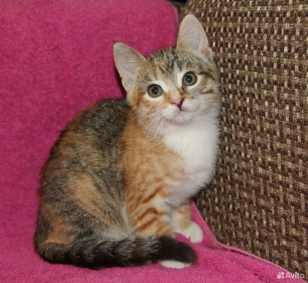 Тося 3 мес в поисках дома