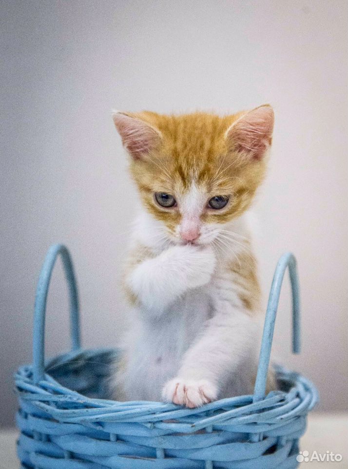 Котёнок в хорошие руки