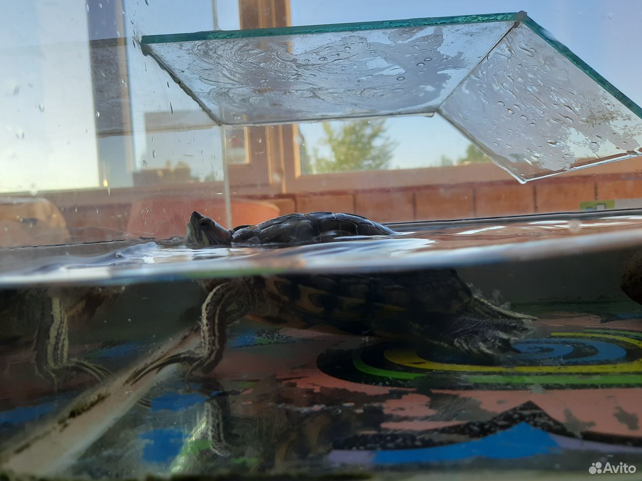 Черепаха красноухая