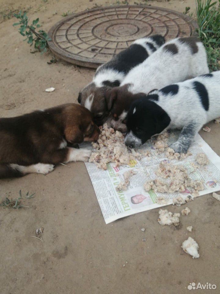 Собака, щенки в дар