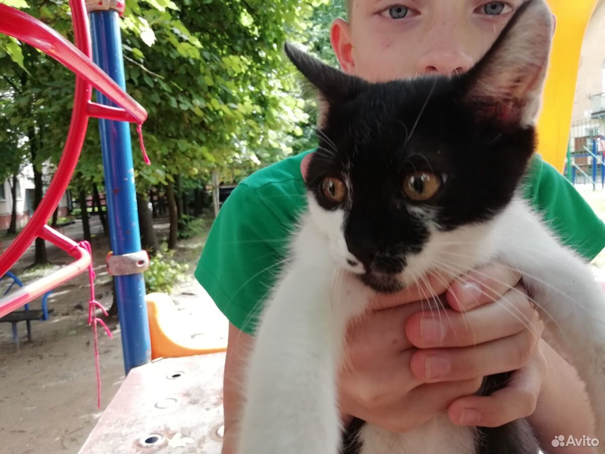 Кошечка 2 мес