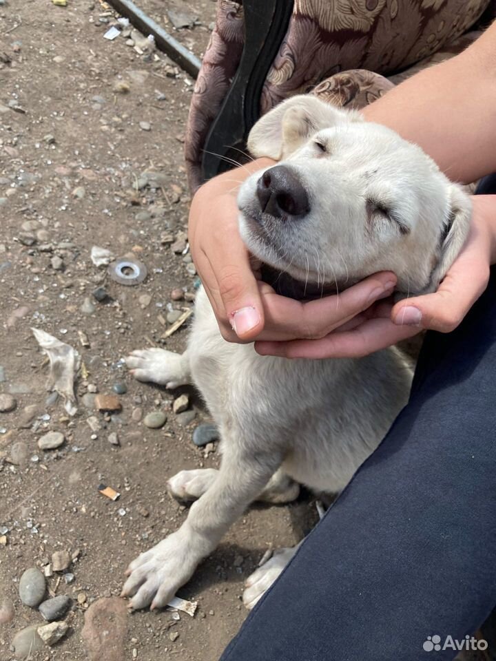 Отдам щенка в хорошие руки дворняшка