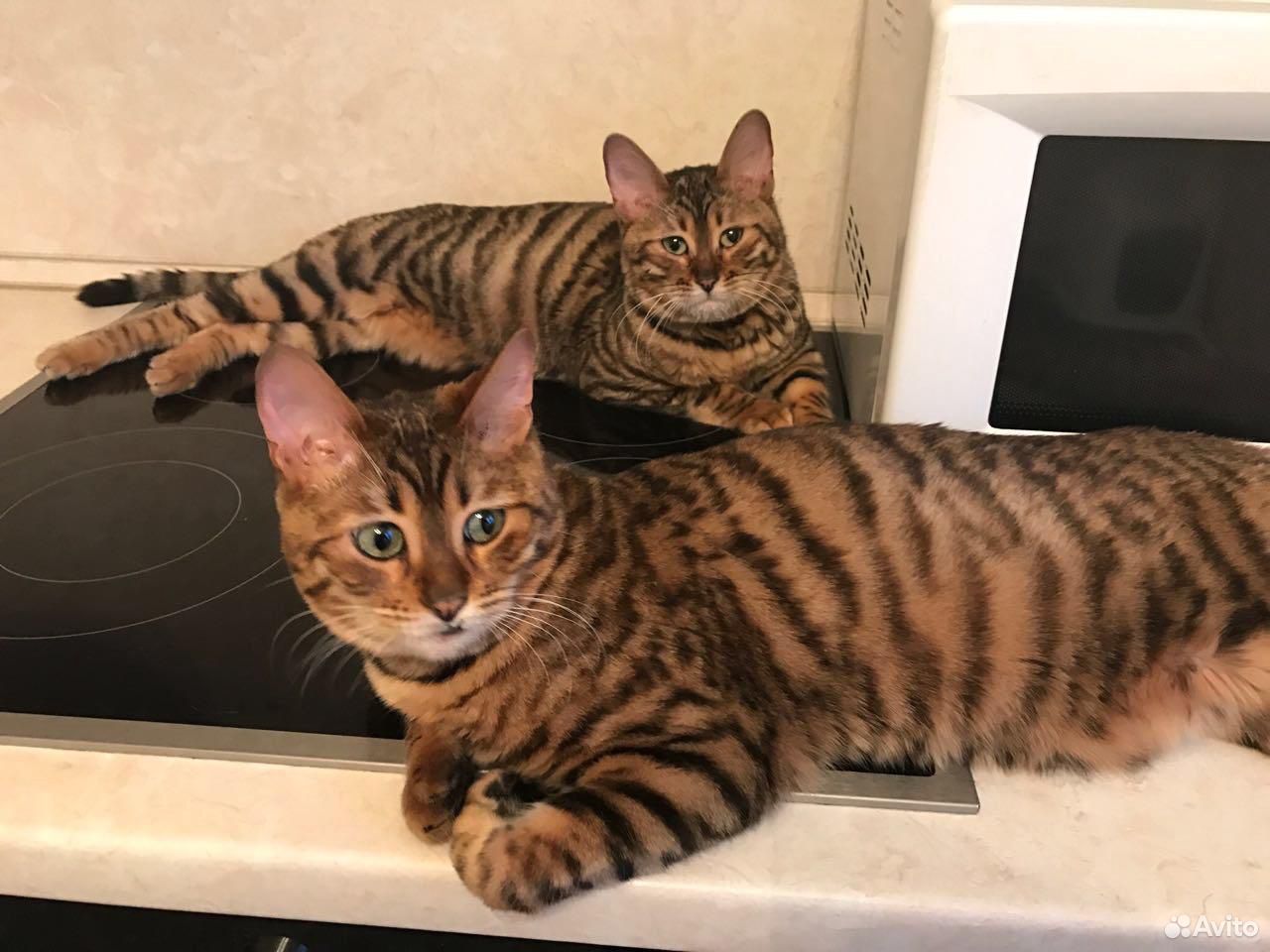 Тойгер Котята и кошки Тигры