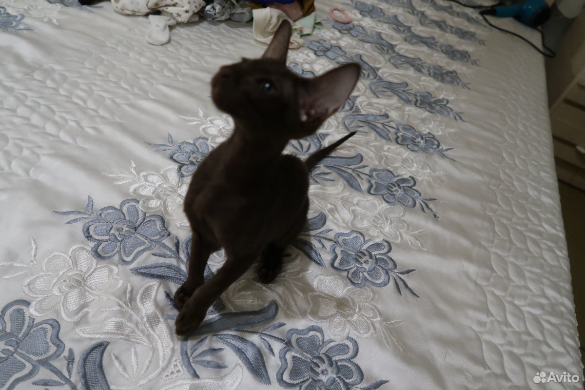 Кошка ориентальная (котенок)