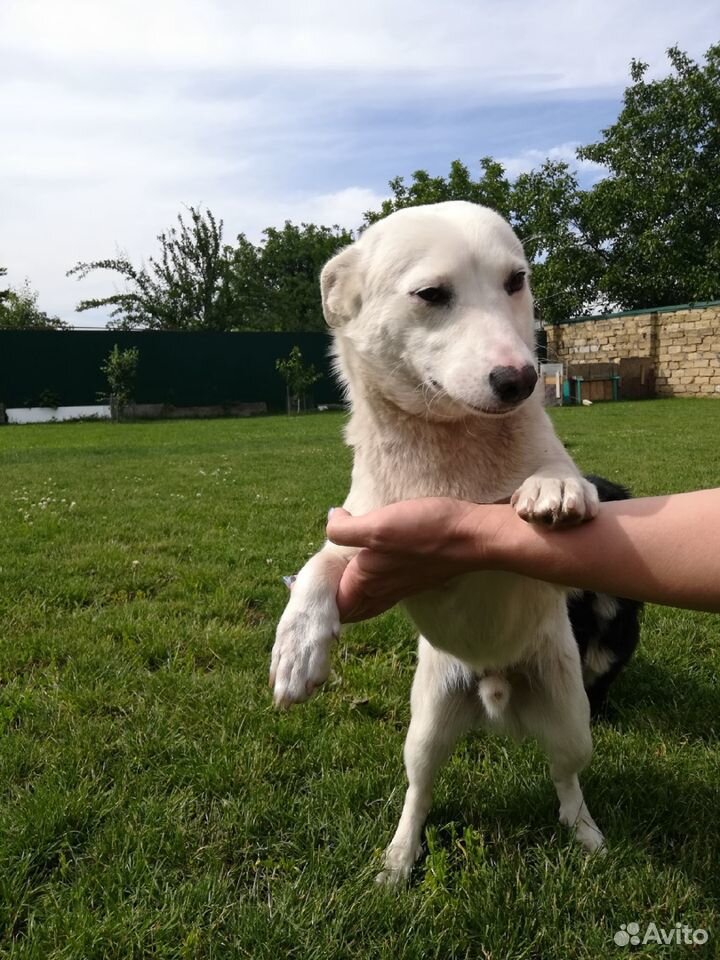 Ищет дом мелкий песик Илай